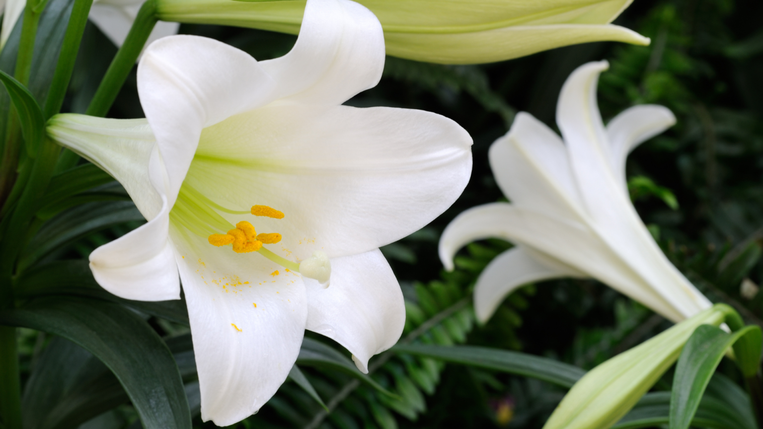 Easter Lily & Music Dedications 2025 - St. John's Episcopal Church